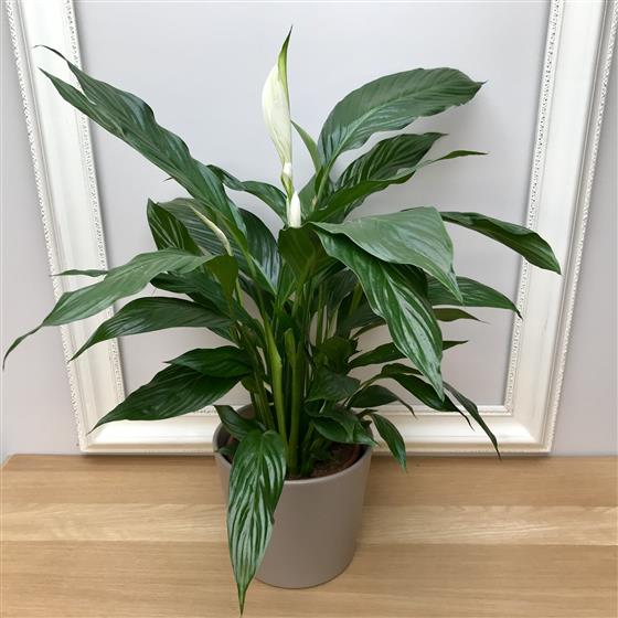 Peace Lily Gift Plant
